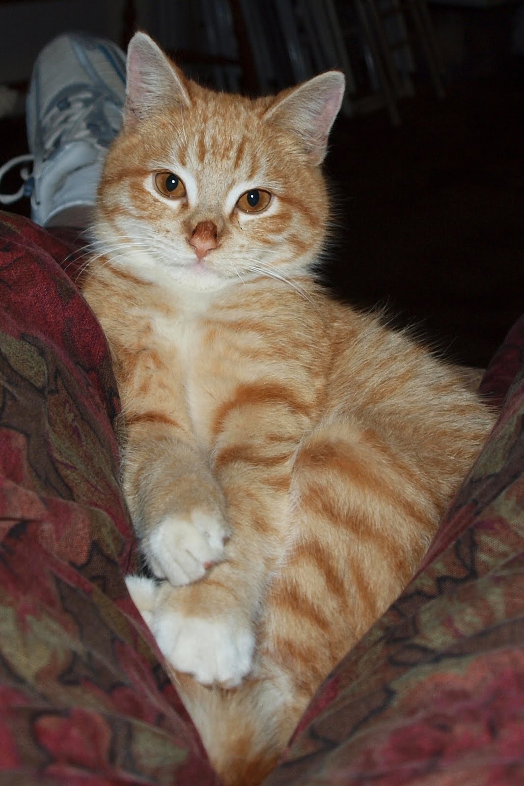 Jennie's Views: Yellow Kitty Tony and A New Camera