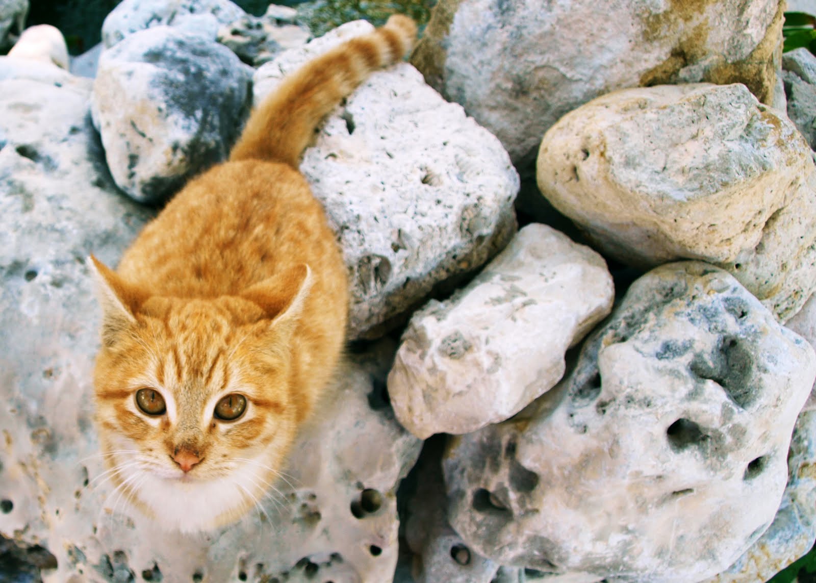 Jennie's Views: Yellow Kitty Tony and A New Camera