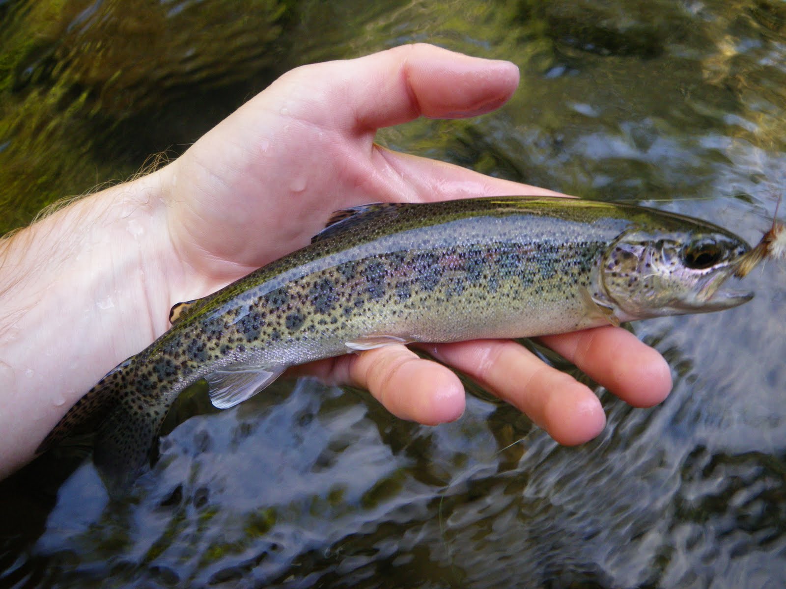 Native Trout Fly Fishing: Skinny water rainbows