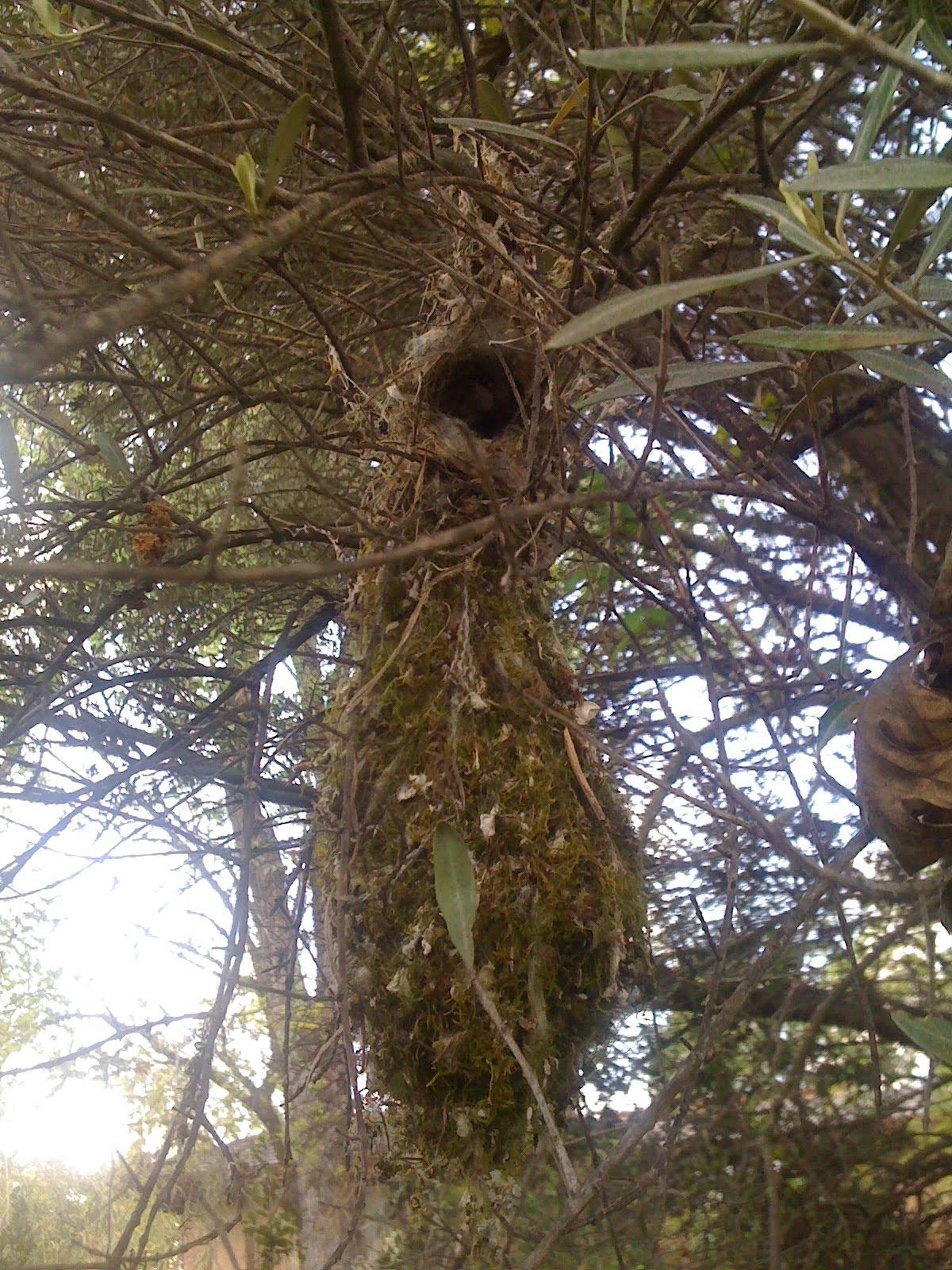 hanging bird nest identification