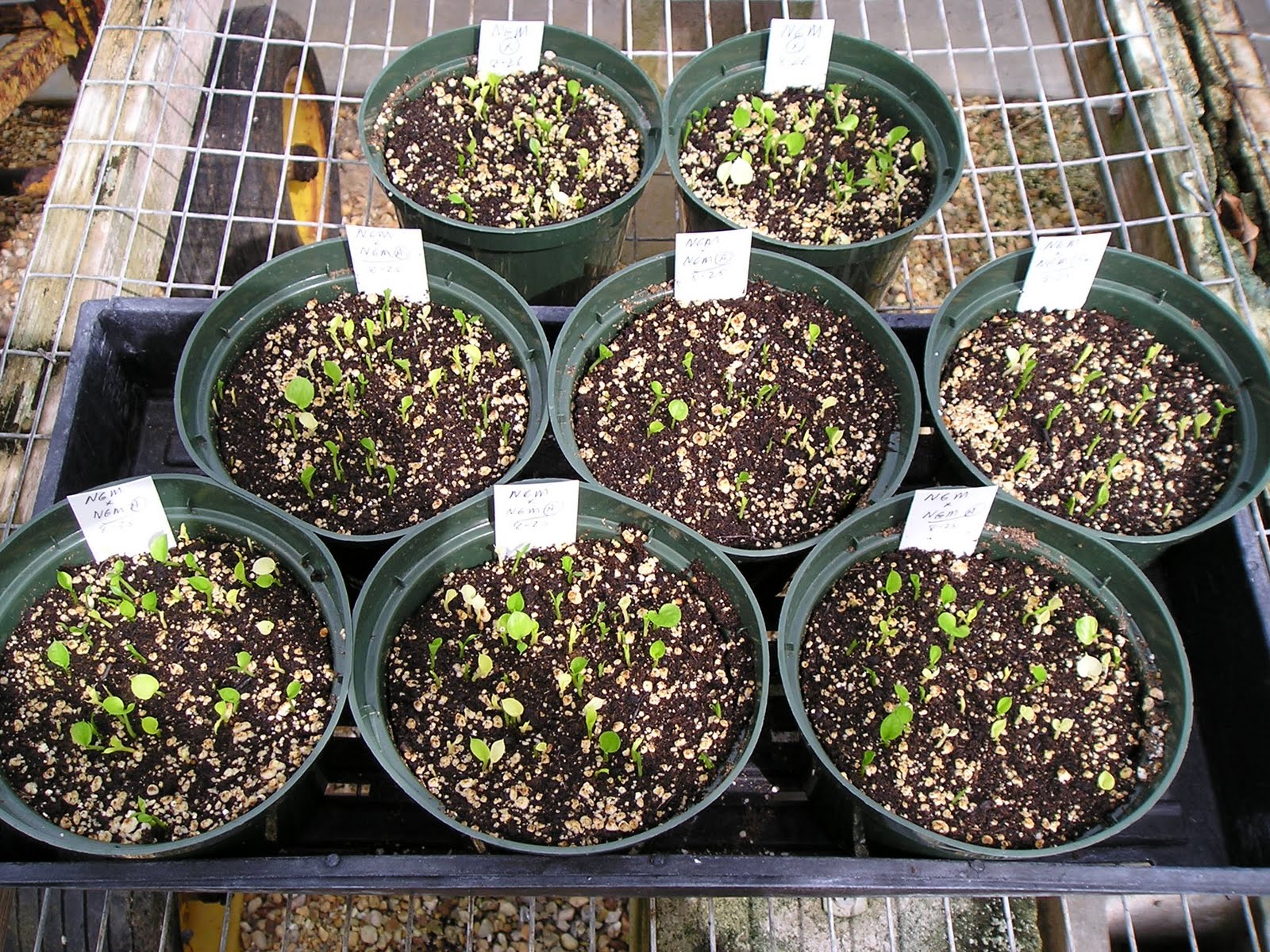 Plant Daddy: Another first - Pothos seedlings...........