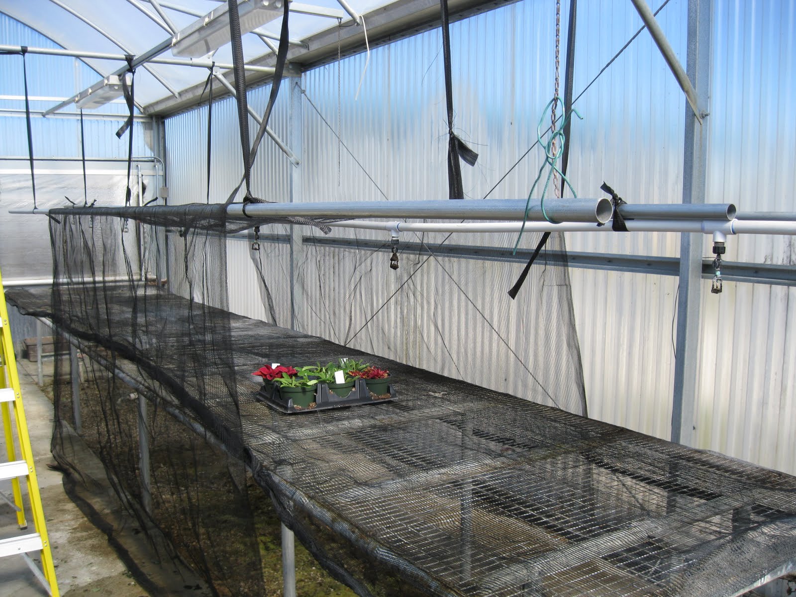Plant Daddy: Cleaned Greenhouse Propagation Area Today........