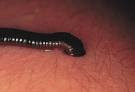 Steve Dobson's Fisherman's Blog: How to remove a leech
