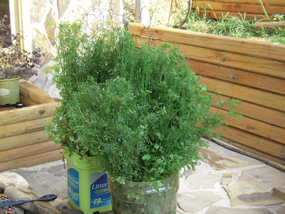 Cilantro Criollo - General Discussion - Chowhound