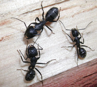 UNC - BIOLOGIA: ENTOMOLOGIA - INSECTOS TERRESTRES