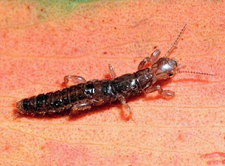 UNC - BIOLOGIA: ENTOMOLOGIA - INSECTOS TERRESTRES