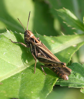 UNC - BIOLOGIA: Entomologia - insectos fitofagos (1-ectofitofagos)