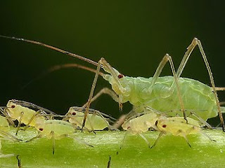 UNC - BIOLOGIA: Entomologia - insectos fitofagos (2-ectofitofagos)