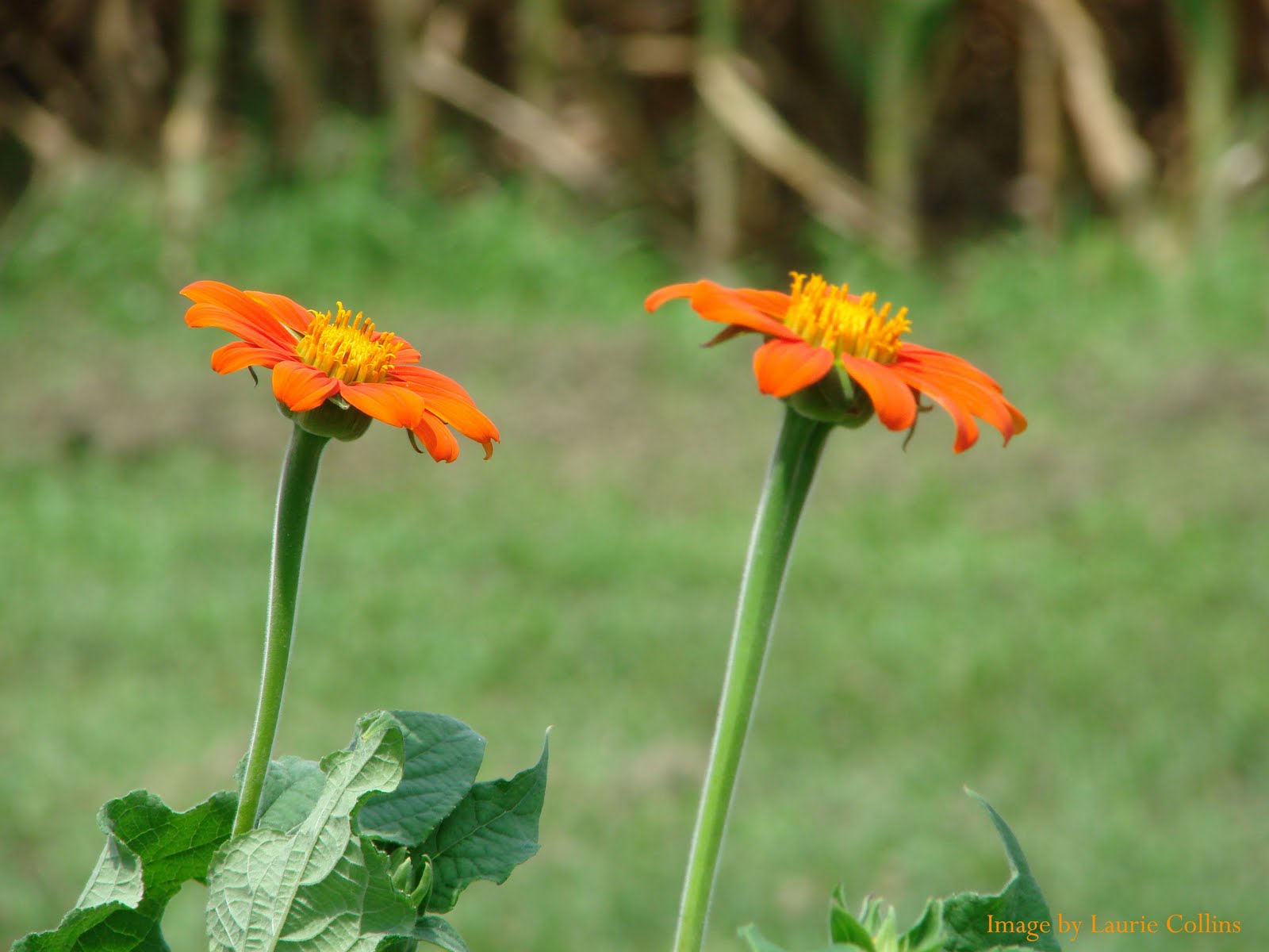 Franklin County (PA) Gardeners: Titillating Tithonia