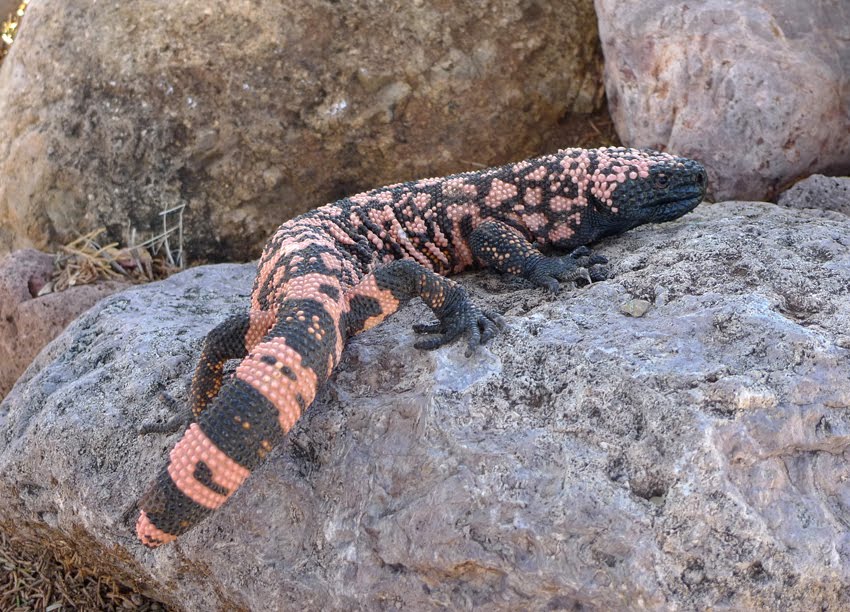 Art and Other Adventures with Narca: The Jeweled Lizard