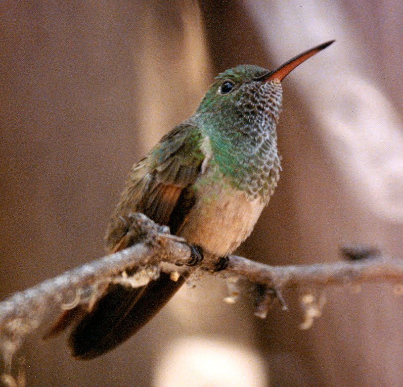 Art and Other Adventures with Narca: A Berylline Hummingbird