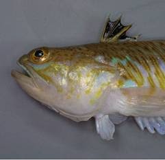 Gevaarlijke Vissen: Pieterman