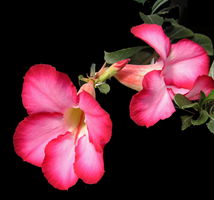 Gevaarlijke Planten: Woestijnroos