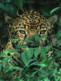 LOS ECOSISTEMAS: SABIAS QUE.....!!!!!!