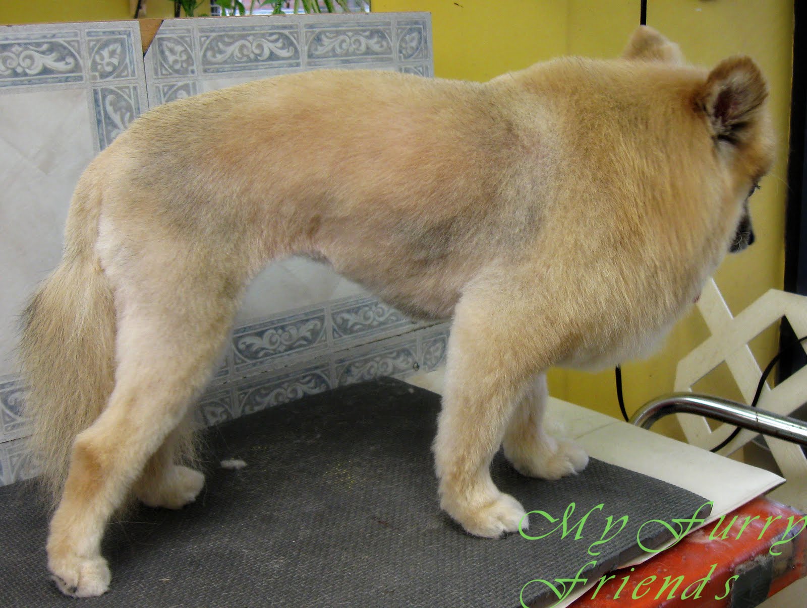 German Shepherd Lion Cut