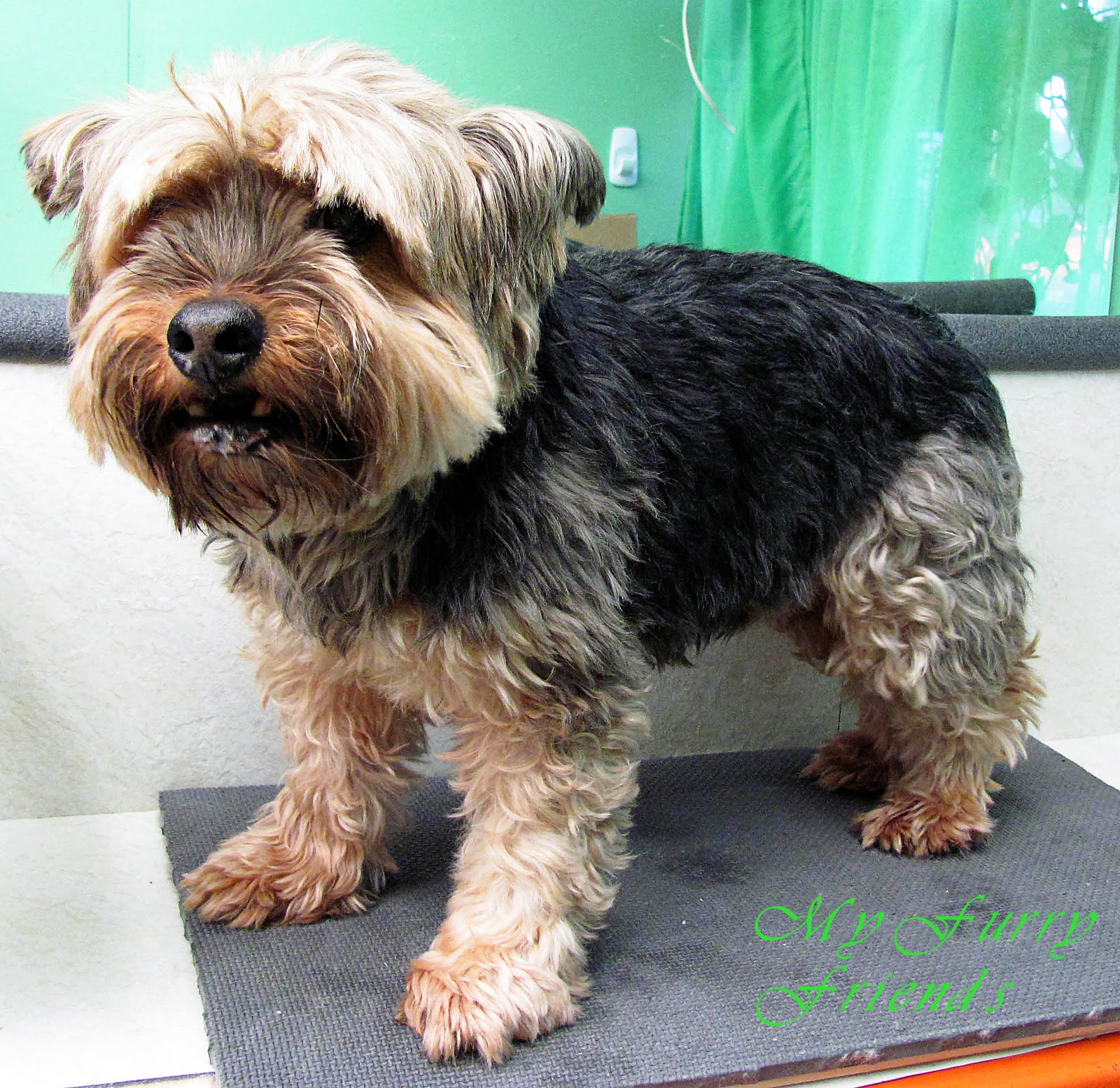 How Old Should A Yorkie Be For Its First Grooming