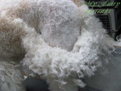 Pet Grooming: The Good, The Bad, & The Furry: Grooming Labradoodles ...