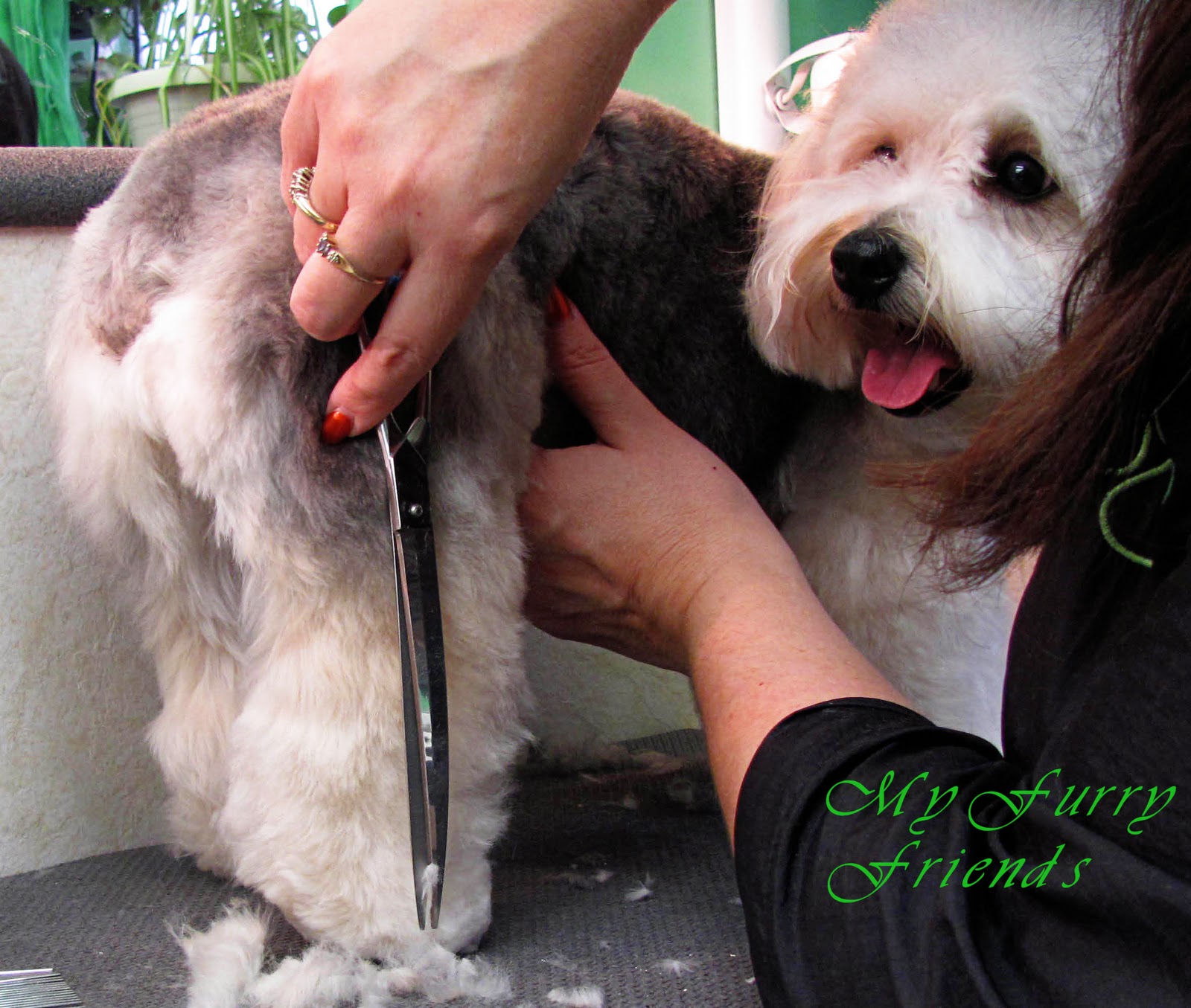 Pet Grooming: The Good, The Bad, & The Furry: Scissoring Feet & Legs