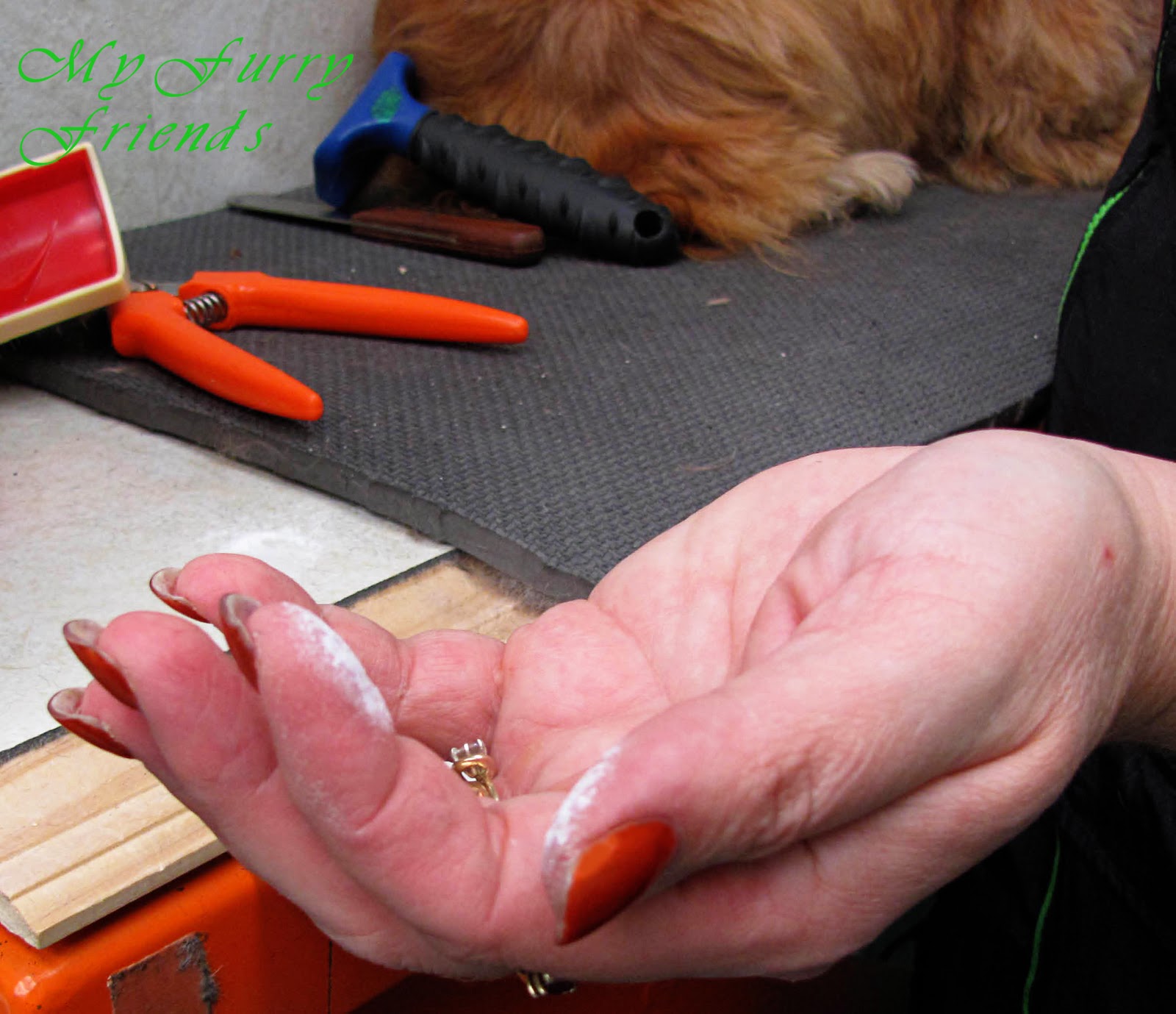 Pet Grooming: The Good, The Bad, & The Furry: Handstripping a Dachshund