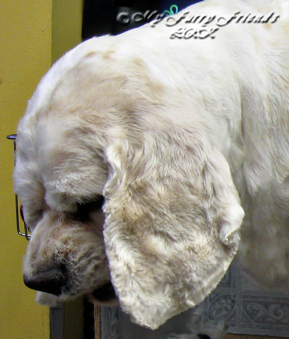 Pet Grooming: The Good, The Bad, & The Furry: Tuesdays Tip #12 Ear Styles