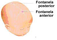 EL CUIDADO DE TU BEBE: LA MOLLERA O FONTANELA