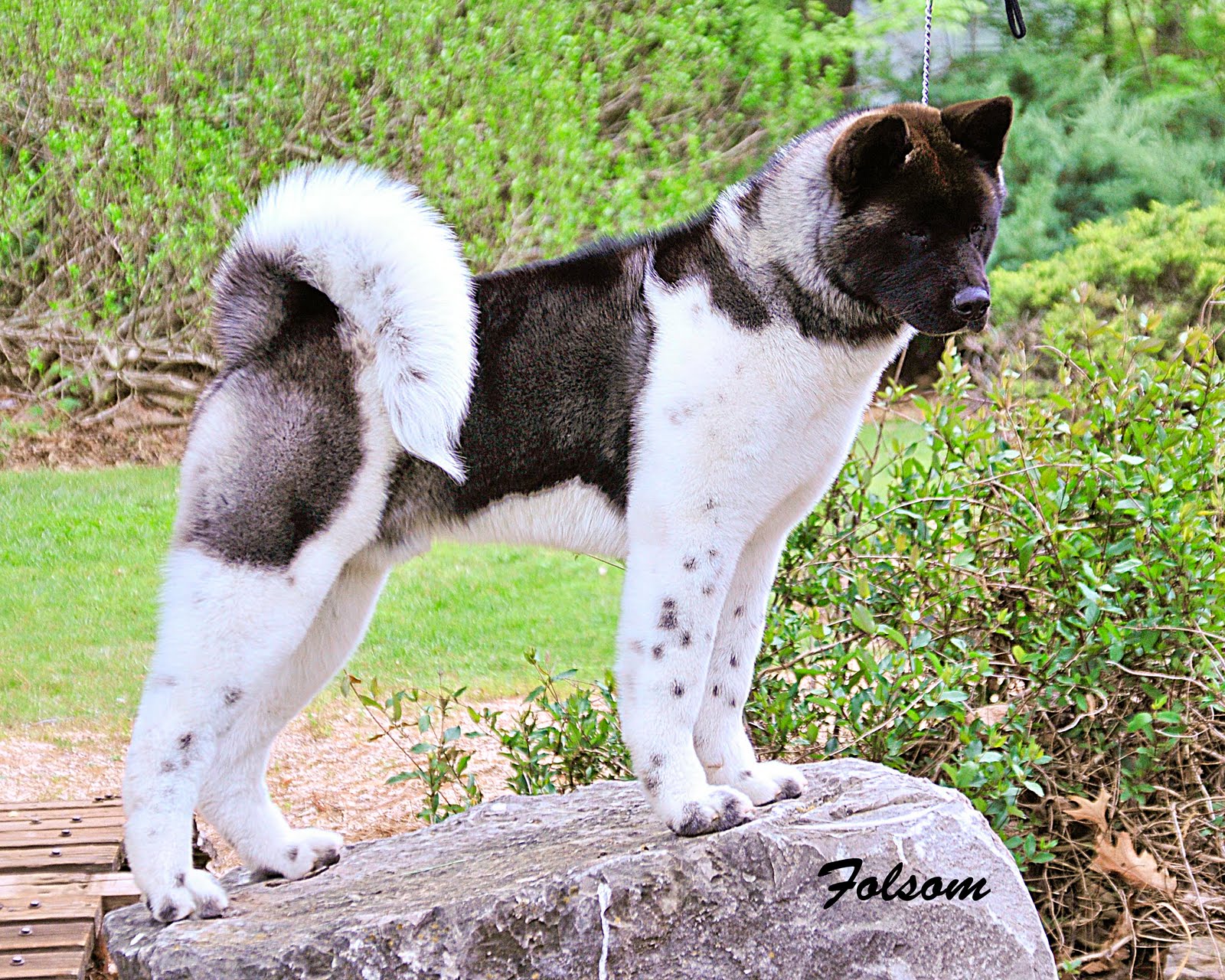 OPR Shich Akitas & Mini Aussies: April 2010