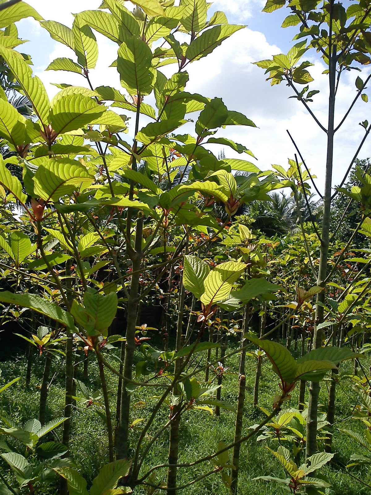 bunga-bunga syurga: POKOK KETUM