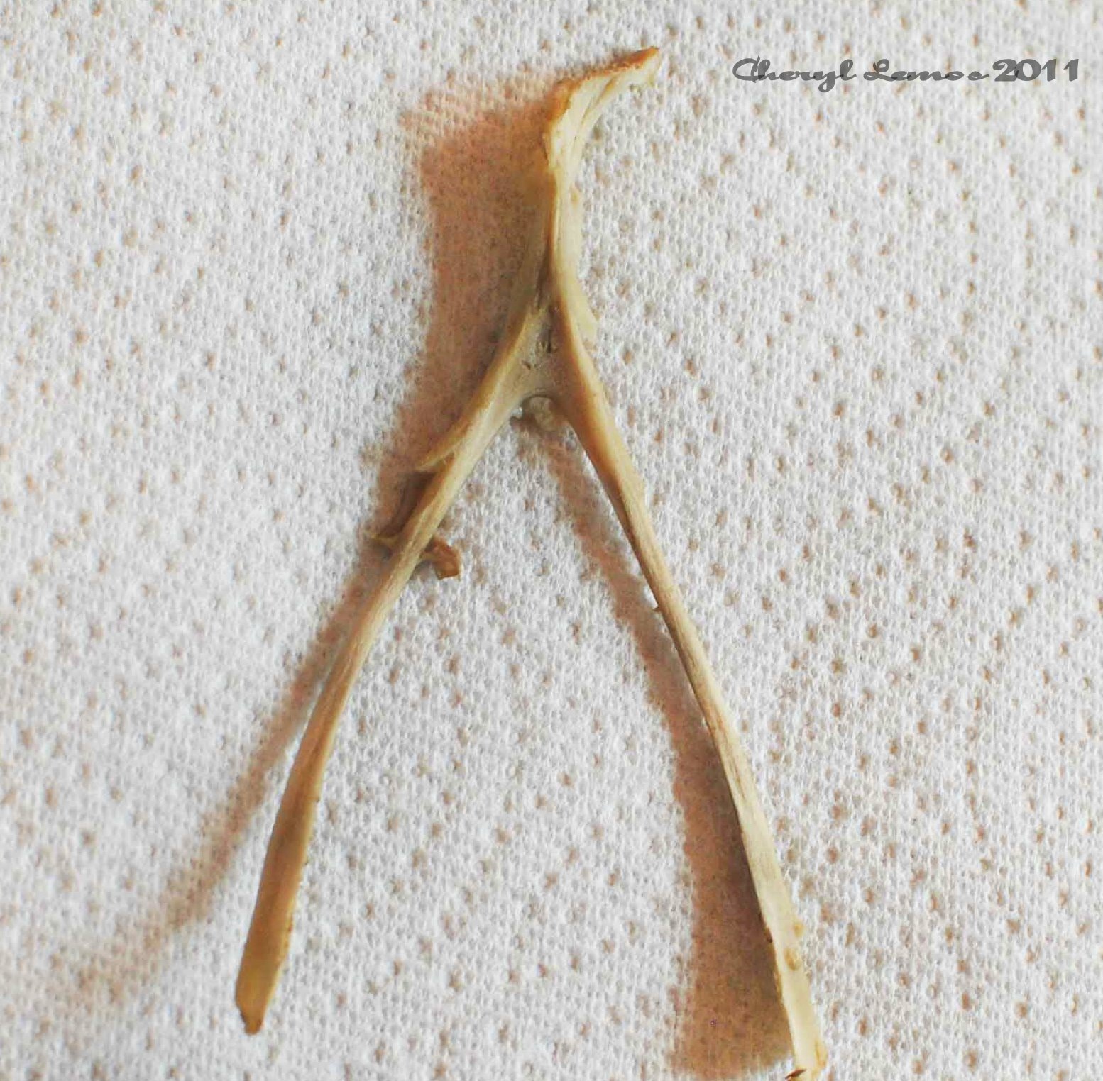 Stuff by Cher: In Veritas Furculam (truth comes from the 'bone)