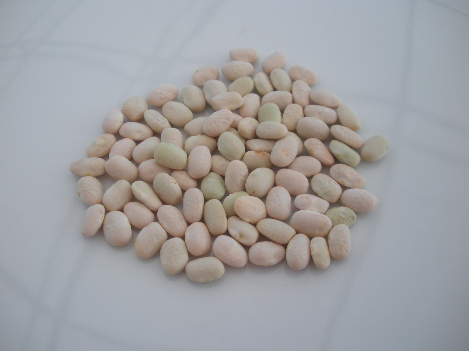 Tepary bean: Types of tepary bean