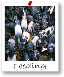 Racing pigeon formula