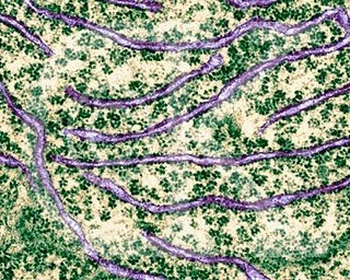 Kumpulan Tugas XI IPA 3 SMANDAK