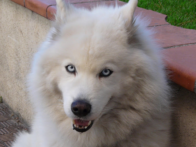 PUPPIES PARK: Ol' Blue Eyes