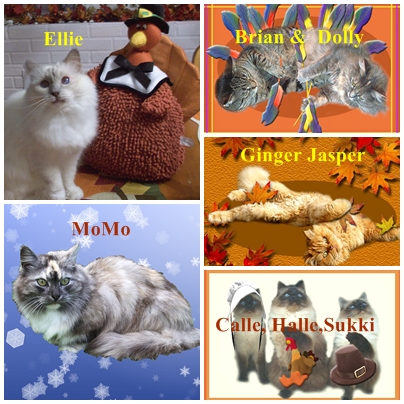 calendar cats