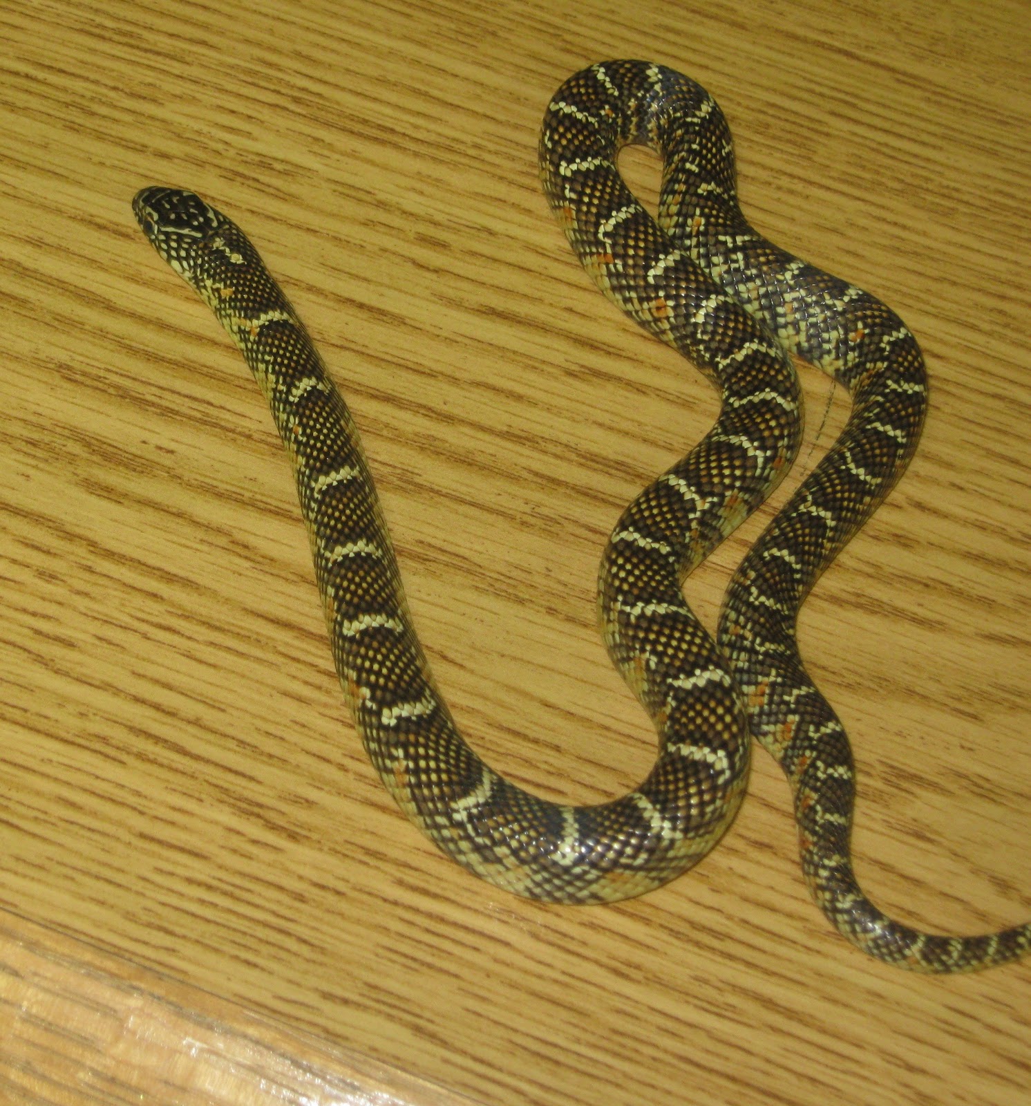 South Florida Kingsnake