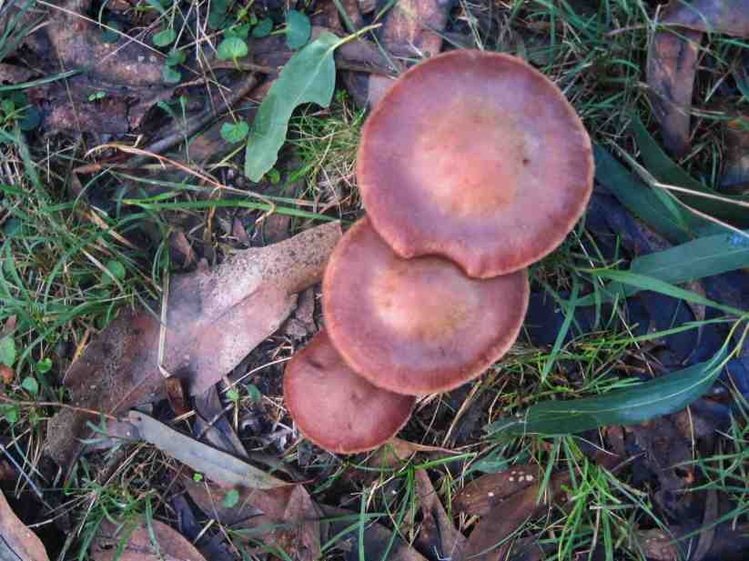TRACKS, TRAILS AND COASTS NEAR MELBOURNE : Winter Fungus Discovery hike ...