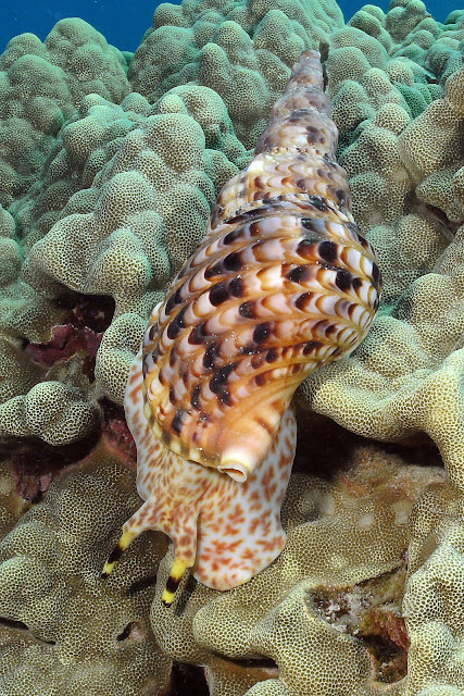 Diving the Kona Coast: Triton's Trumpet