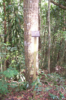 BOSQUE DE GUAJATACA: Arbol De María
