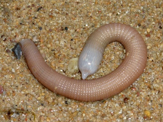 Sipuncula - JungleKey.fr Image