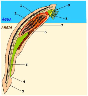BioKardec - Biologia: Descubra!!!