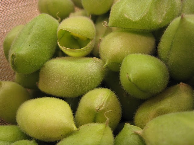 Roasted Fresh Garbanzo Beans