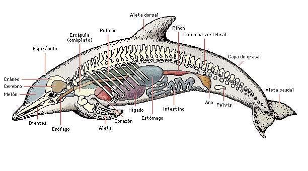LOS DELFINES: ANATOMIA DEL DELFIN