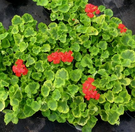 Wahada Farm: Geranium 'Crystal Palace Gem'