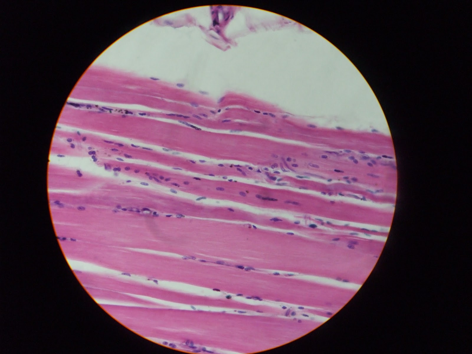 Histologia en Laboratorio: Tejido muscular