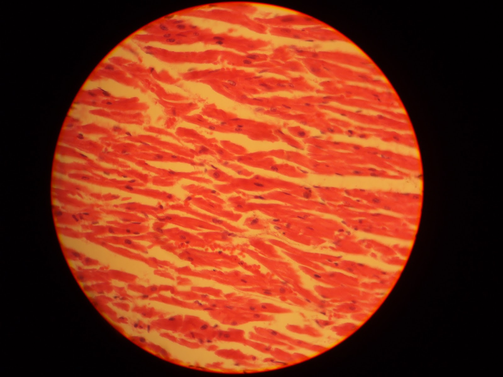 Histologia en Laboratorio: Tejido muscular