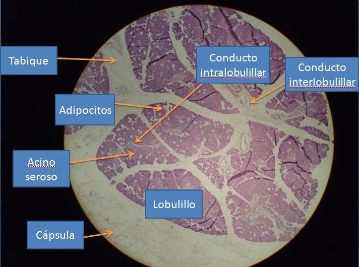 Histologia en Laboratorio: Glándulas anexas al tubo digestivo