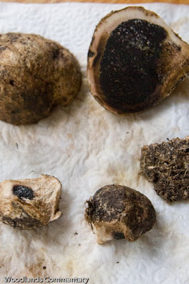 East Texas Piney Woods: Drought and interesting find - Truffles in East ...