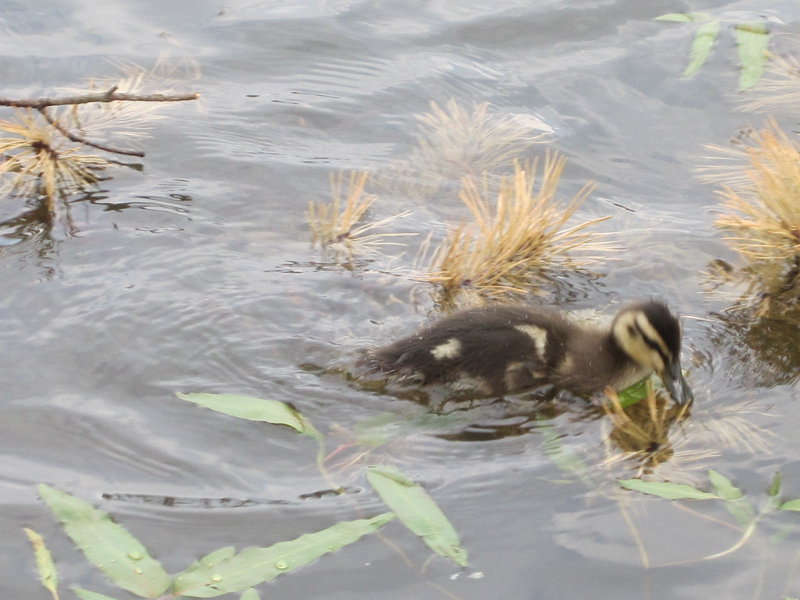 The Duckpond | Mum In The Madhouse