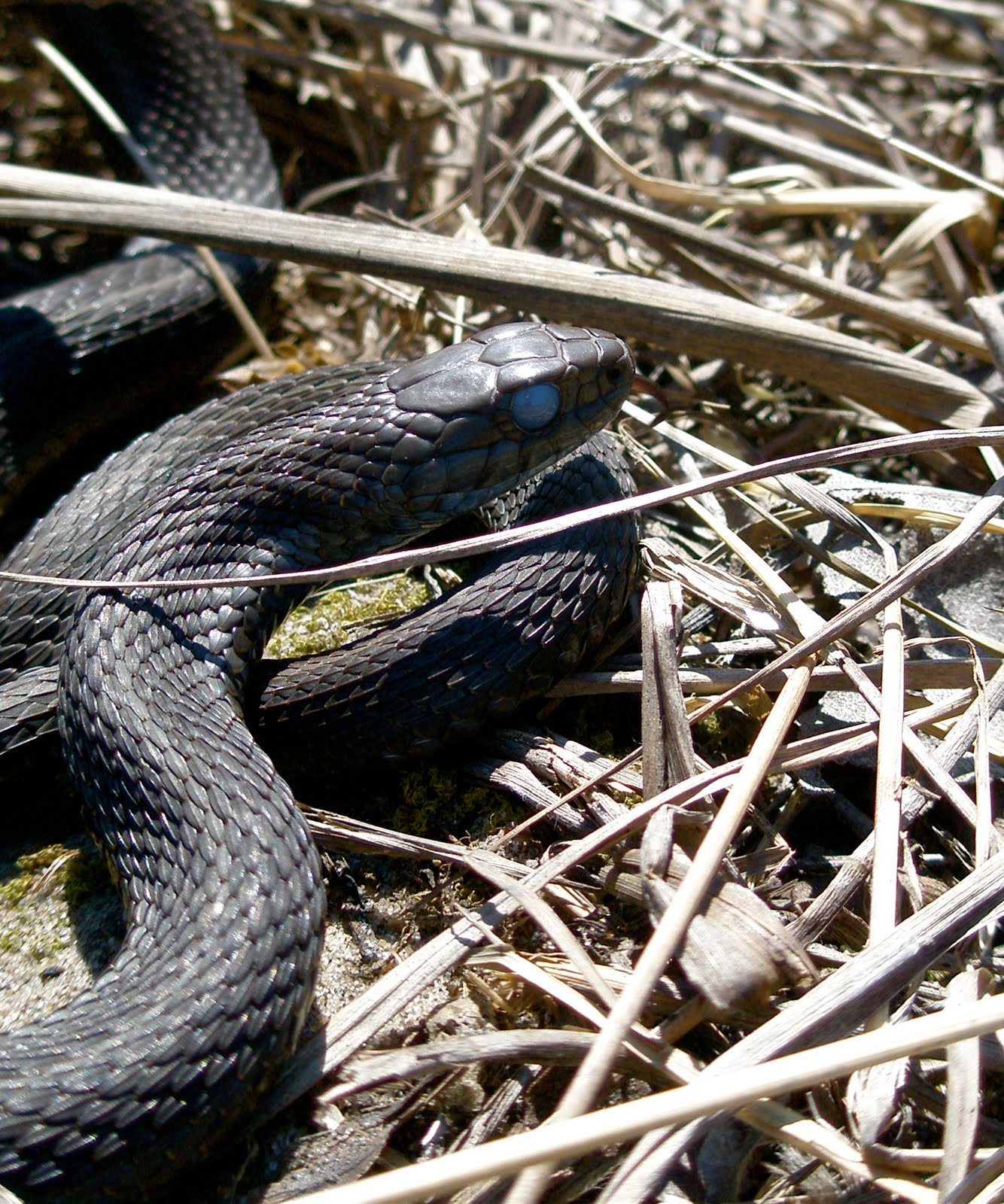 pelagicus: Snakes, Long Point.