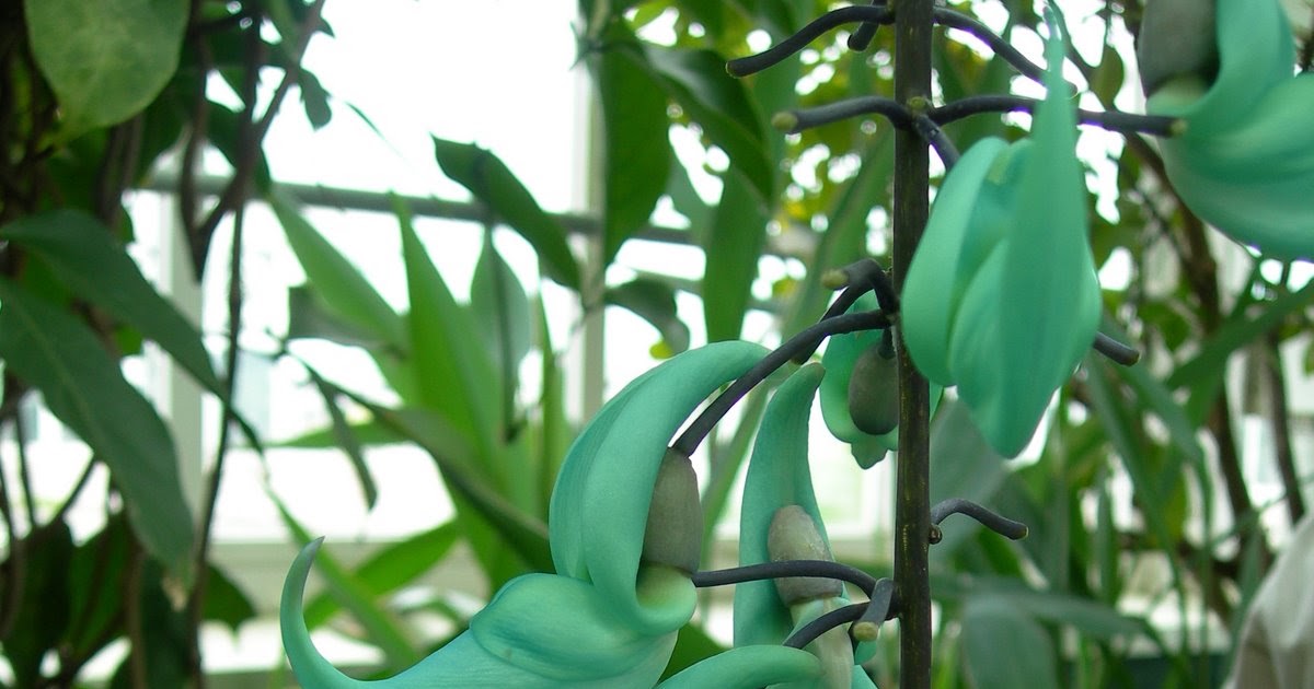 The Phytophactor: Jade vine - Another ludicrous flower to enjoy