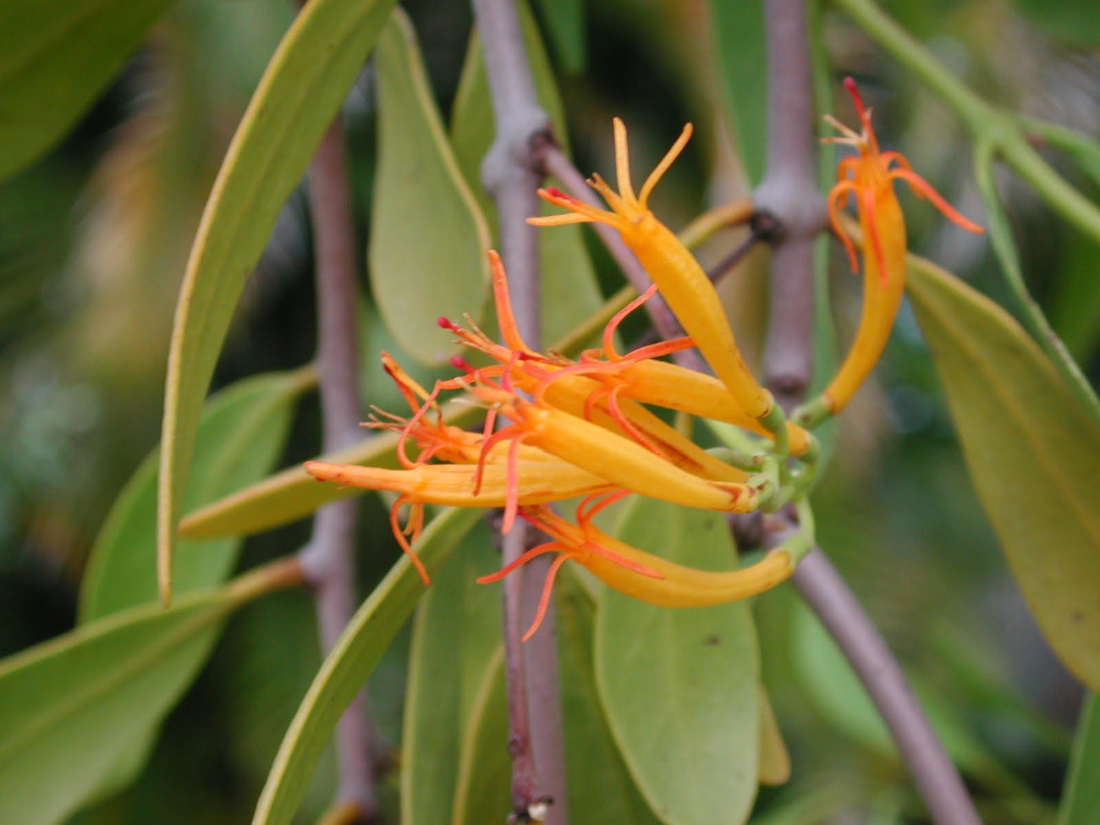 The Phytophactor: Friday Fabulous Flower from Far Afield - Mistletoe